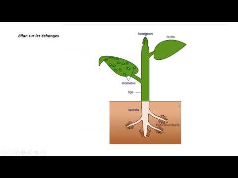 Chapitre 8 : Organisation fonctionnelle des plantes à fleurs :: SVT AU ...