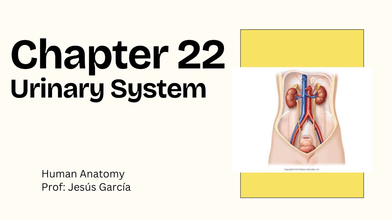 Chapter 22 - Urinary System