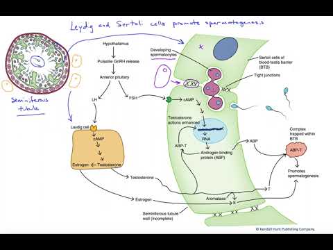 Leydig and Sertoli cells promote spermatogenesis