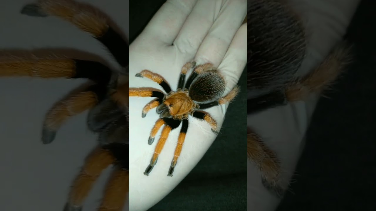 aphonopelma bicoloratum female #tarantulas #spider #aphonopelma