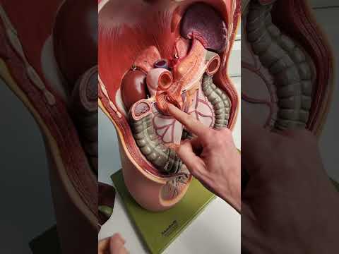 Gallbladder and the common bile duct