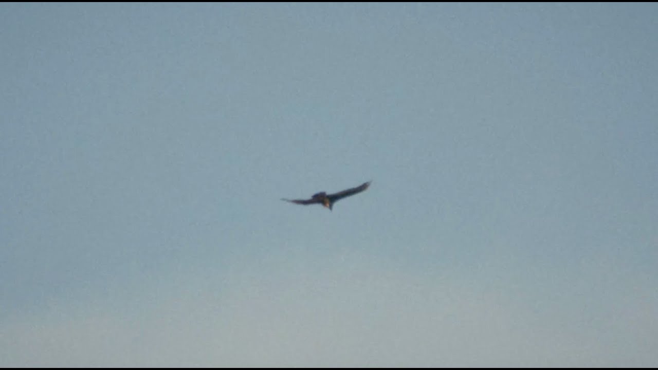 Welcome to ‘ease’ | Trailer 1