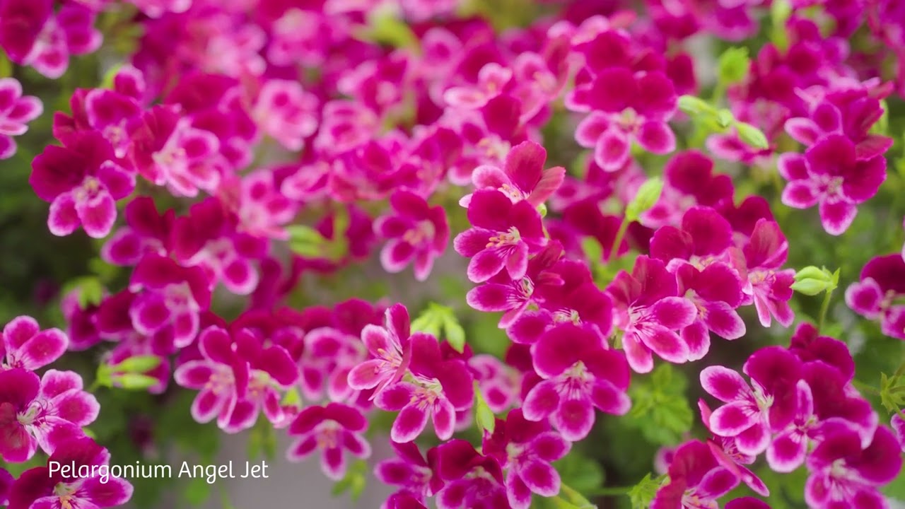 Angel Jet * - Angel Pelargonium