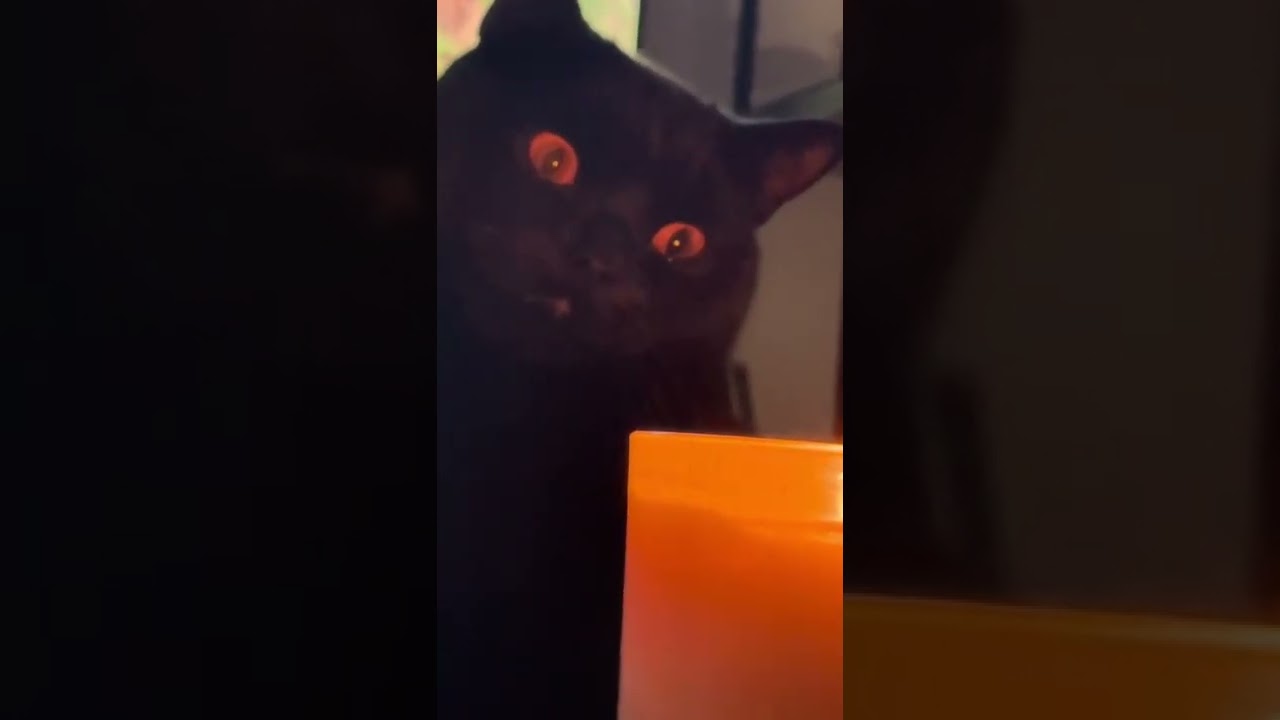 (Original) Black cat watching a candle attentively