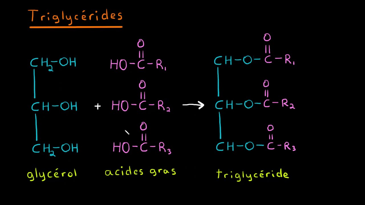 Les lipides