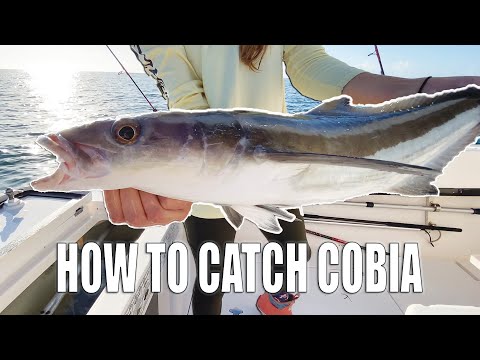 HOW TO CATCH COBIA FISH + Insane Shark Frenzy
