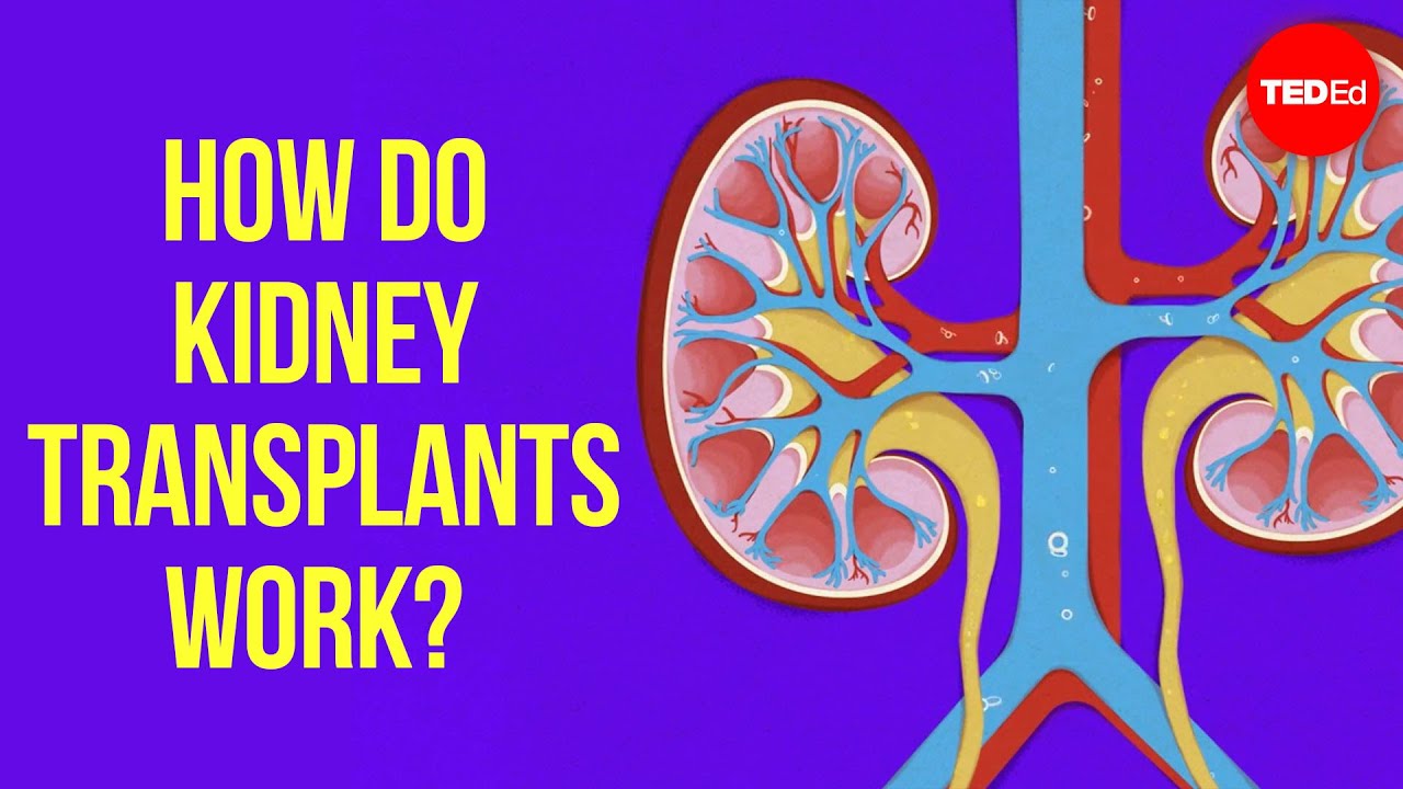 Understanding Kidney Transplants: A Journey from Early Experiments to ...