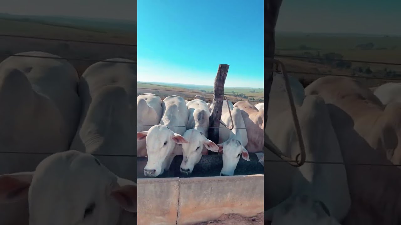 Hermoso ganado de la raza NELORE en un feedlot #feedlot  #nelore