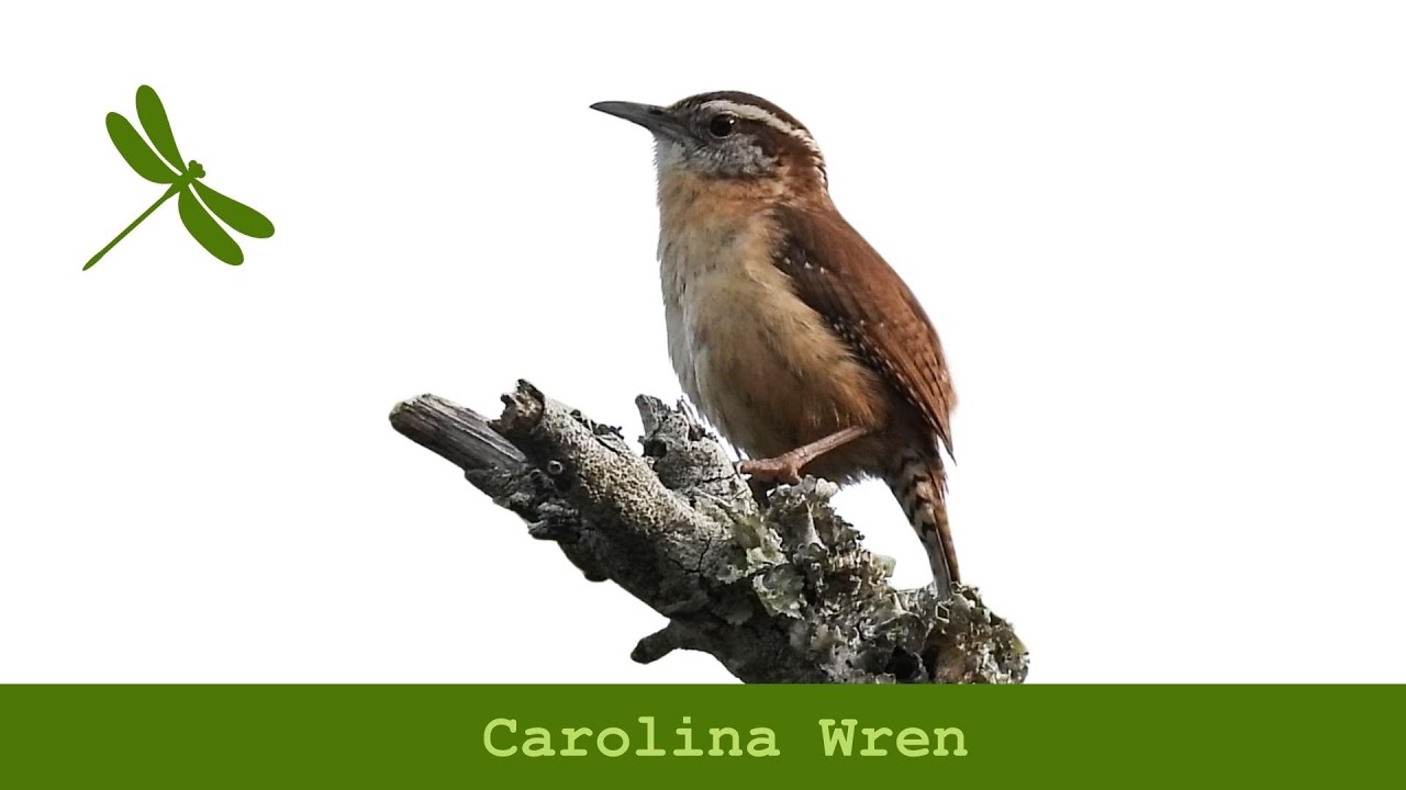 Nature Walk Carolina Wrens