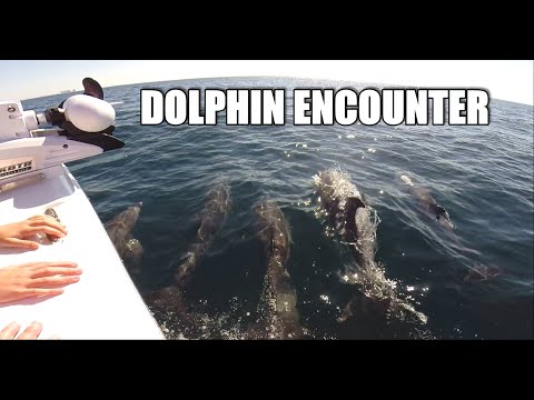 DOLPHIN ENCOUNTER - CRUISING In Gulf of Mexico - Pensacola Beach, Florida