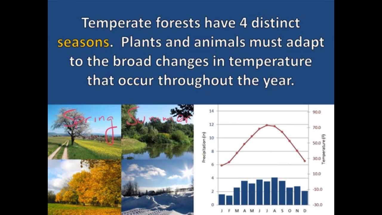 Temperate Forest Adaptations