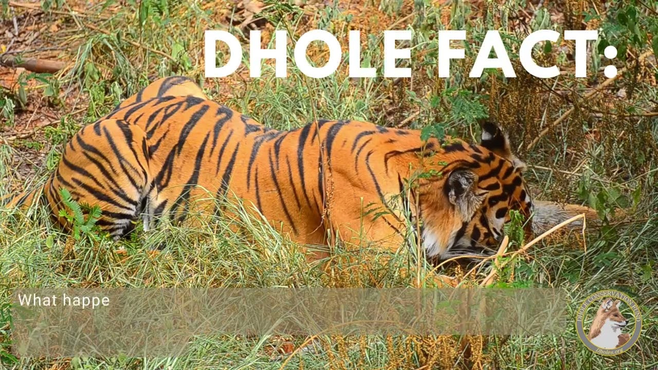 Dhole Fact leftovers