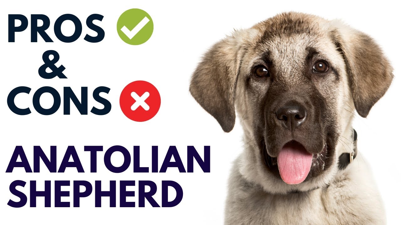 Anatolian Shepherd Dog Pros and Cons | Anatolian Shepherd Advantages and Disadvantages