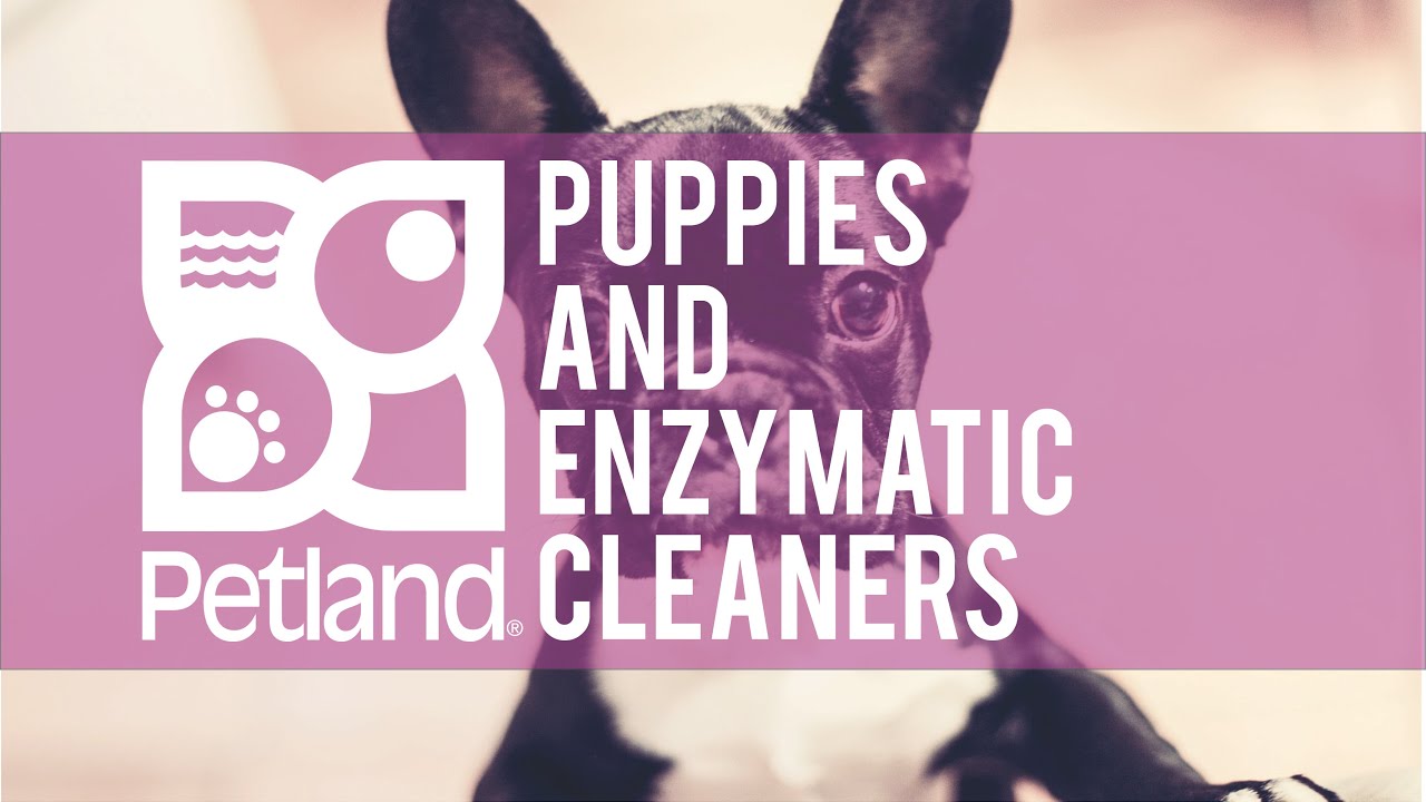 Petland Pet Tip on Puppies and Enzymatic Cleaners with Trish Butler
