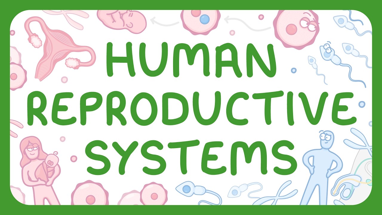KS3 Biology - Human Reproductive Systems