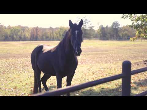 $1,625,000 Arkansas Real Estate Tour - Cinematic Video