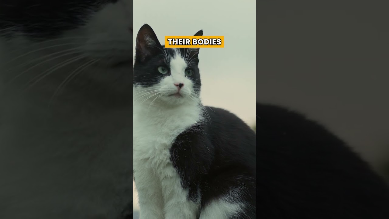 Caring For Pregnant Cats! #shorts #cats #pets #cute #petparent #care #cat