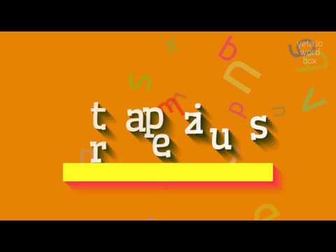 How to say "trapezius"! (High Quality Voices)