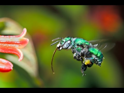 So many kinds of bees!