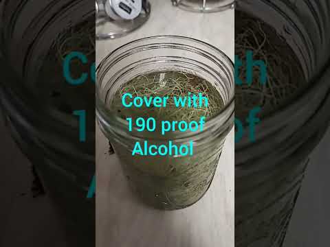 Usnea Tincture for Double Extraction