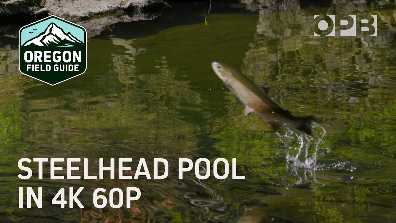 Poolside view of steelhead in Umpqua River in 4K 60fps — OPB’s Slow TV