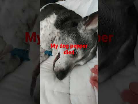 NY dog died