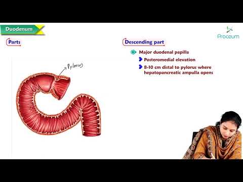10. Duodenum Anatomy : MBBS Lecture