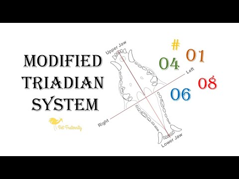 Modified Triadian System Part 4 | Veterinary Dentistry | BCSE
