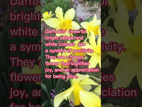Meaning and Symbolism of Yellow Daffodil Flower#nature #daffodil #flowers