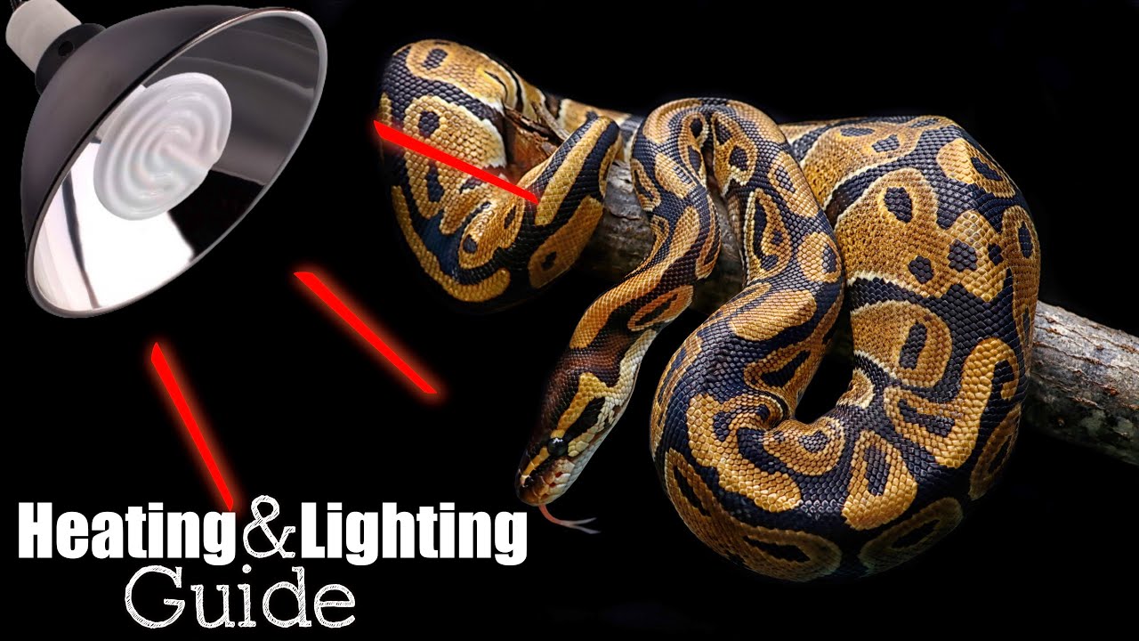 Ball Python Heating/Lighting Guide