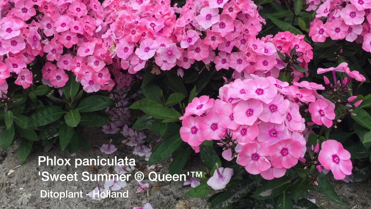Phlox pan. 'Sweet Summer® Queen'™