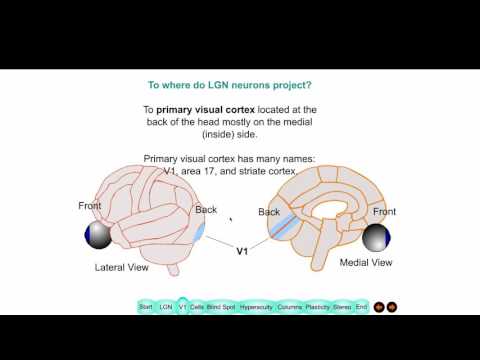 The Visual Cortex 2016