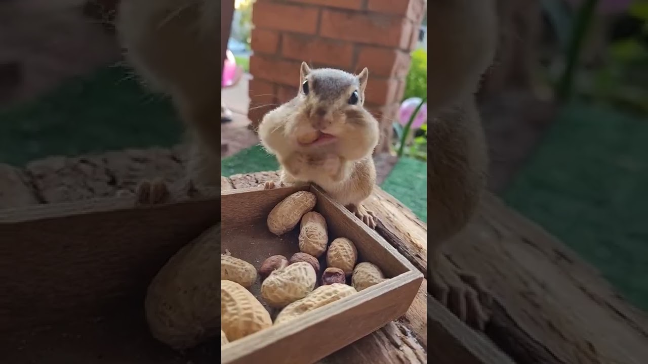 cute chipmunk trying to take as many peanuts as possible