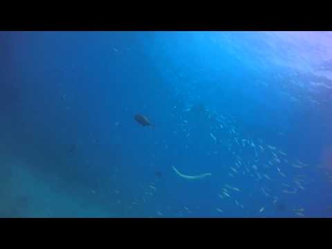 Manta Ray, Spirit of Freedom