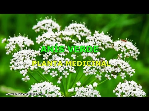 Anís Verde - Propiedades y Beneficios - Planta Medicinal