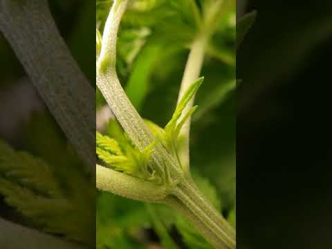 Have pistols on my plant for my first time grow!!