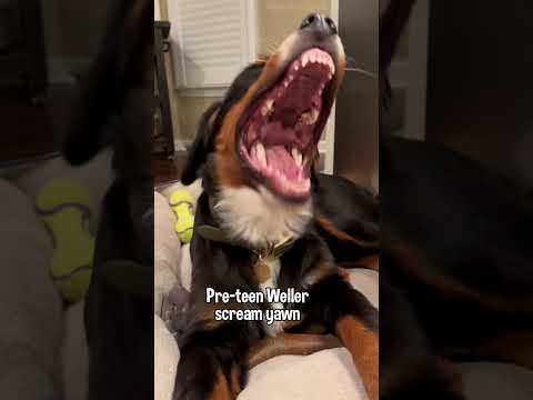 Evolution of My Dog’s Scream Yawns | #bernesemountaindog #dog #funnydogs