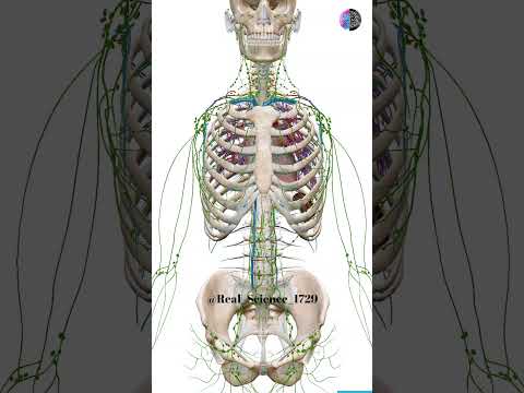 Second Heart of the Human Body - Cisterna Chyli #shorts