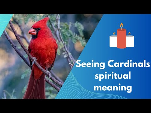 Seeing Cardinals spiritual meaning: Messengers -Symbolism