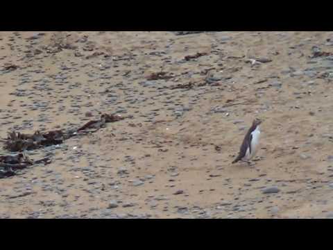 YELLOW-EYED PENGUINS - Manchot antipode - NOUVELLE-ZELANDE