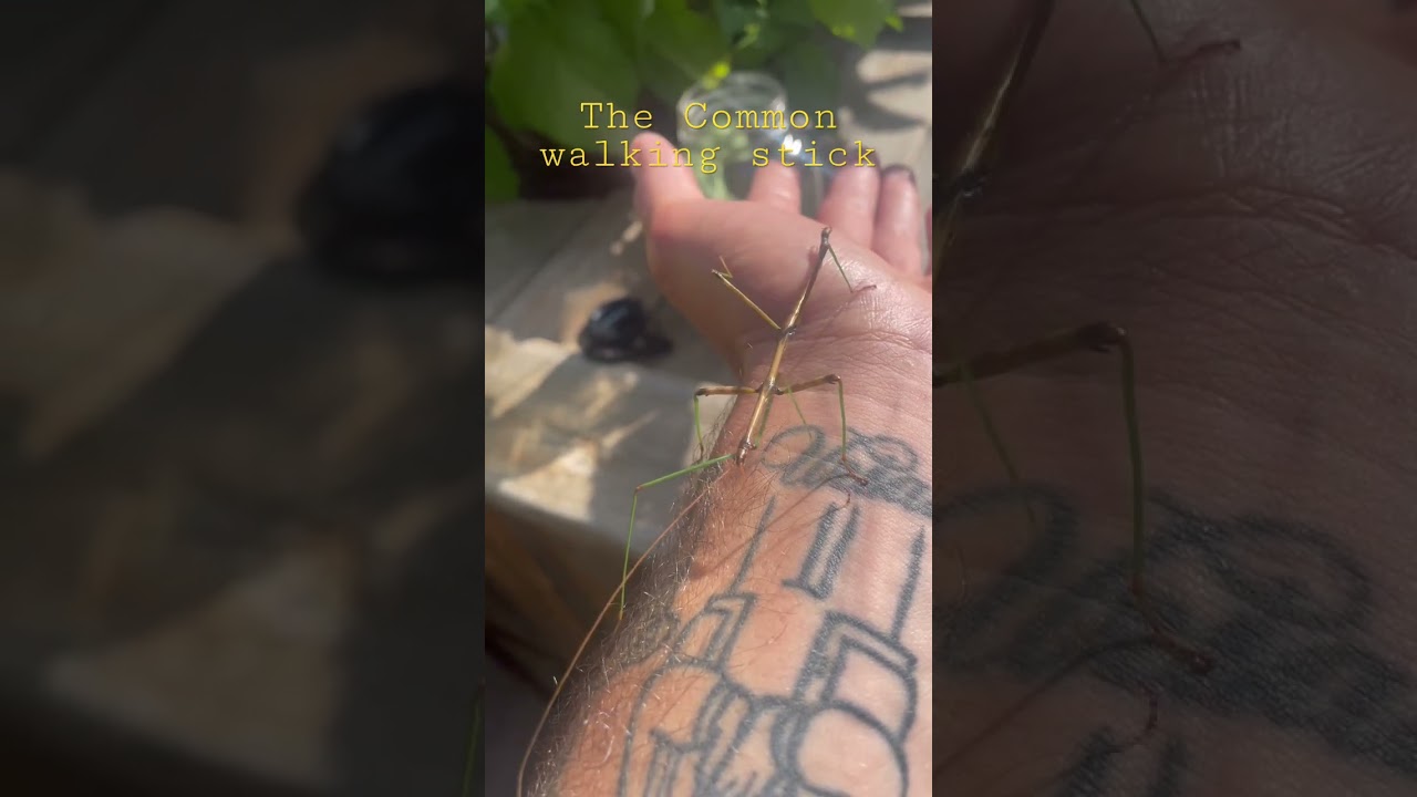 The Common Walking Stick in Ontario!!!