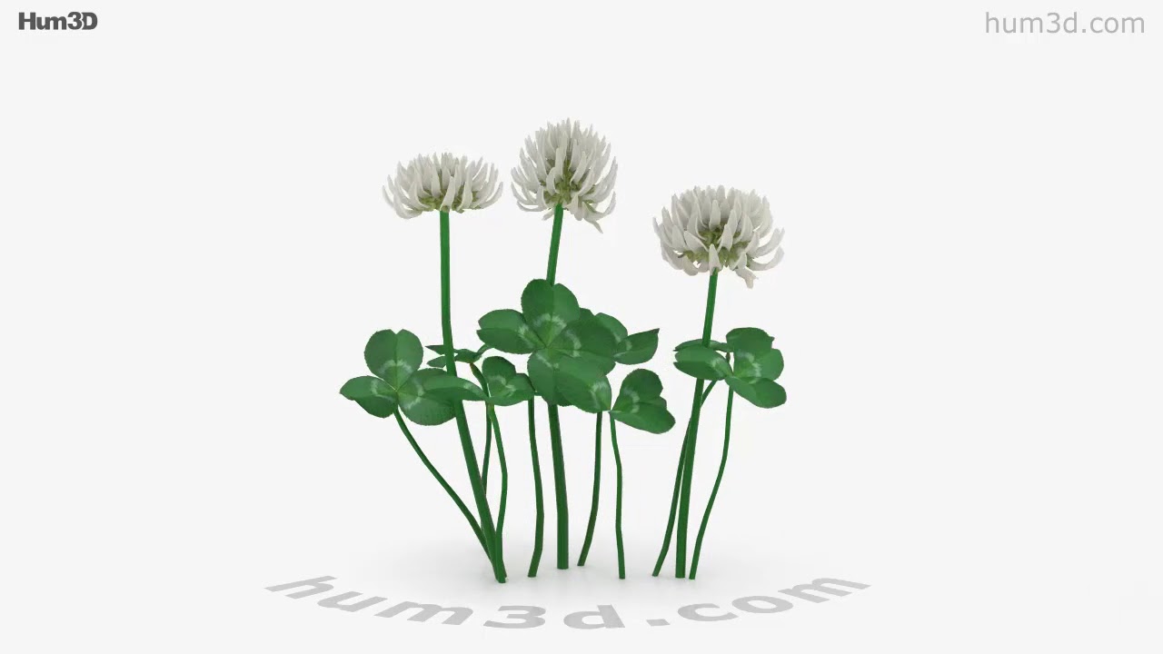 Clover 3D model by 3DModels.org