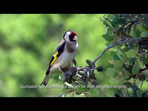 European Gold Finch Interesting Facts || #trending #viral #facts