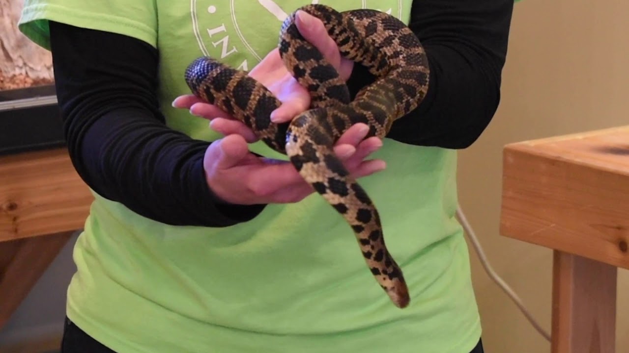 Meet Evie the Eastern Fox Snake