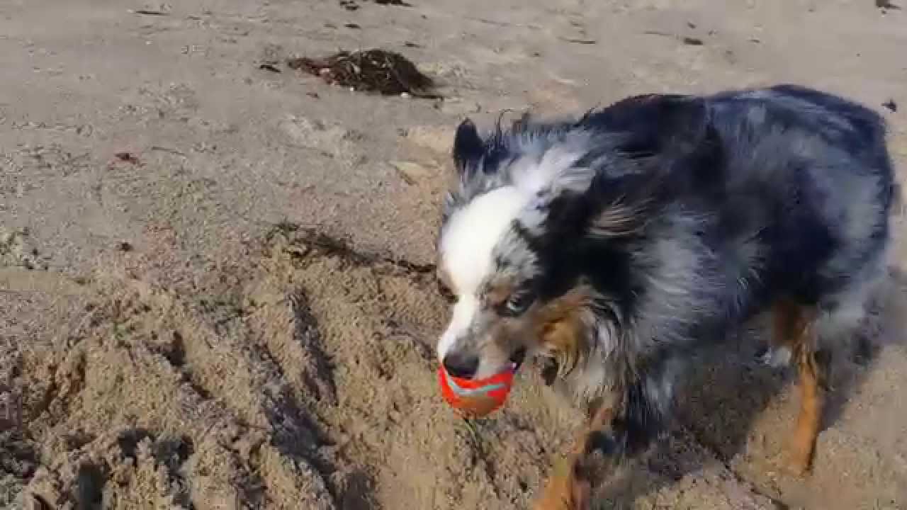 Rescued aussie/chihuahua plays at beach