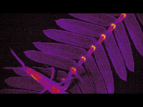 Fluorescent Mimosa pudica plants reacting to touch reveals how they avoid predators