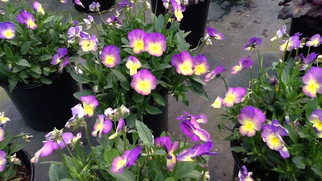 Viola Starry Night GS