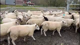 Sheep for Sale & Wanted | Border Livestock Exchange