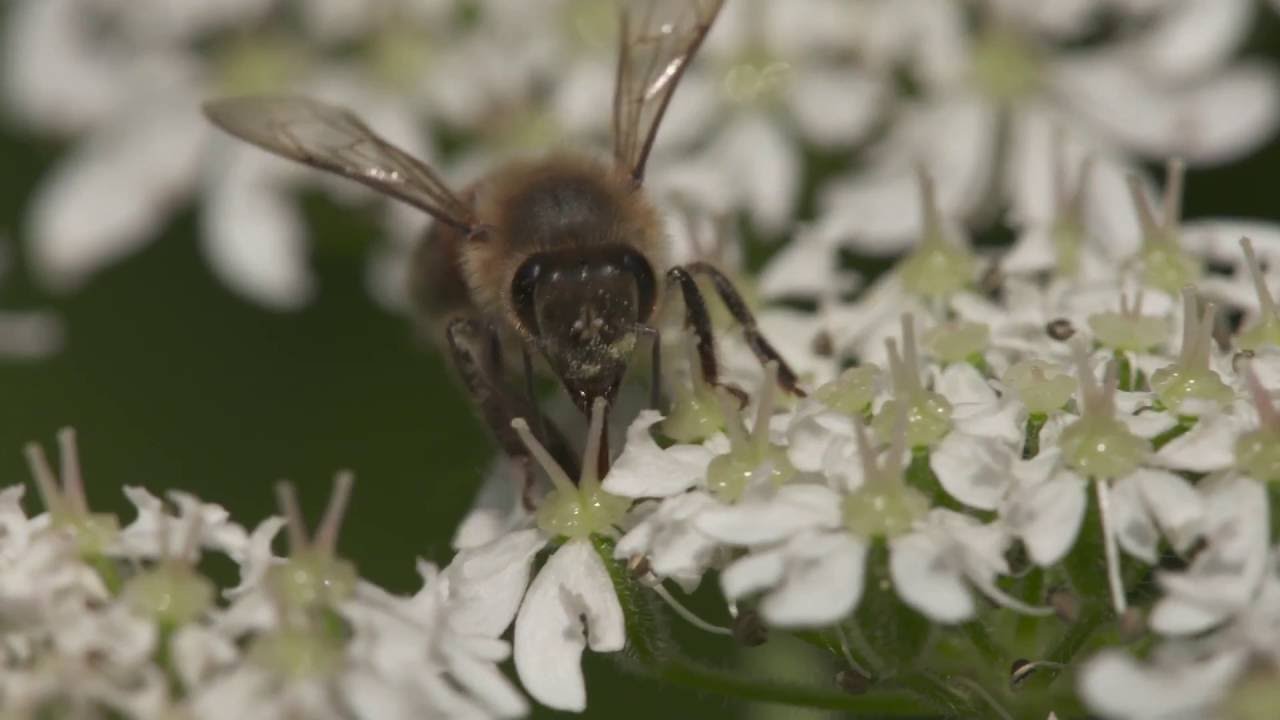 How to make a pollinator patch