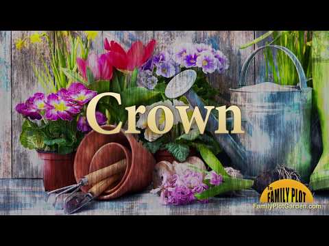 Crown – Garden Glossary